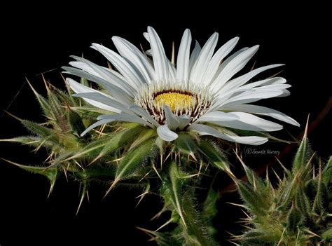 Berkheya Cirsiifolia