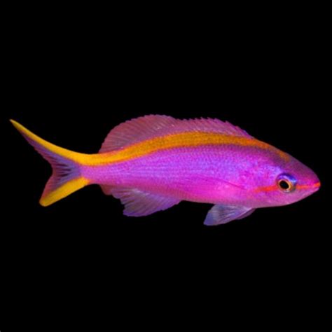 Purple Queen Anthias Female Anthias Geemarine