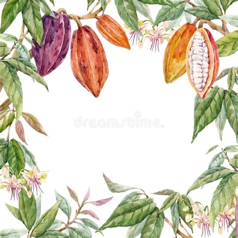 Beautiful Tropical Frame With Hand Drawn Watercolor Cocoa Fruits And Leaves Stock Illustration