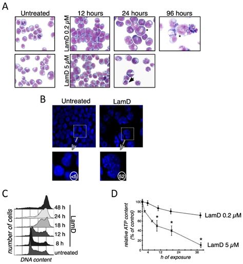 Senescence Like Growth Arrest In Cancer Cells Exposed To Lamd A Download Scientific Diagram