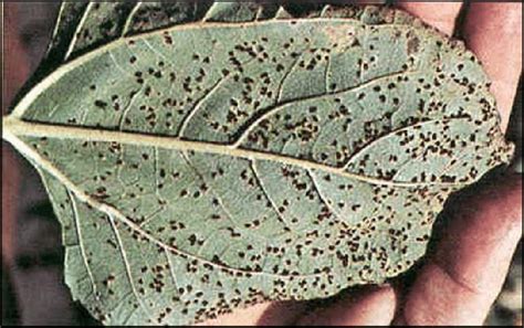 Rust Pustules On The Underside Of A Sunflower Leaf Showing