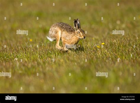 Hare Running Over Grass In A Meadow Stock Photo Alamy