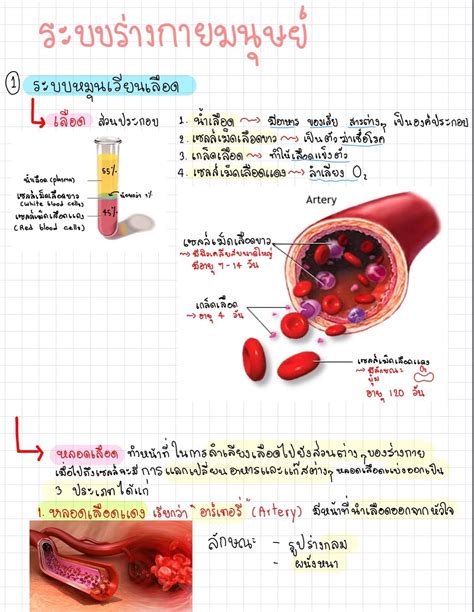 ม 2 โน้ตของ ระบบหมุนเวียนเลือด ม 2 ชั้น Clear เรียนหนัก ระบบร่างกายมนุษย์ ห้องเรียนวิทยาศาสตร์