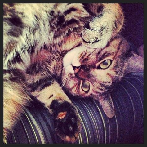 Squeaks At Work Cat Kitty