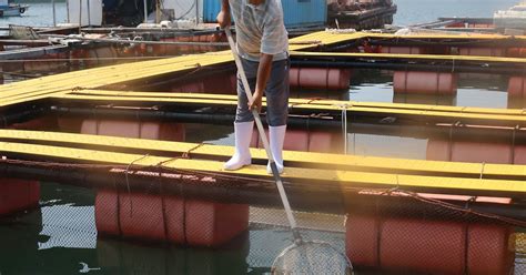 ‘30도 넘는 절절 끓는 바다경남 양식 물고기 93만마리 떼죽음