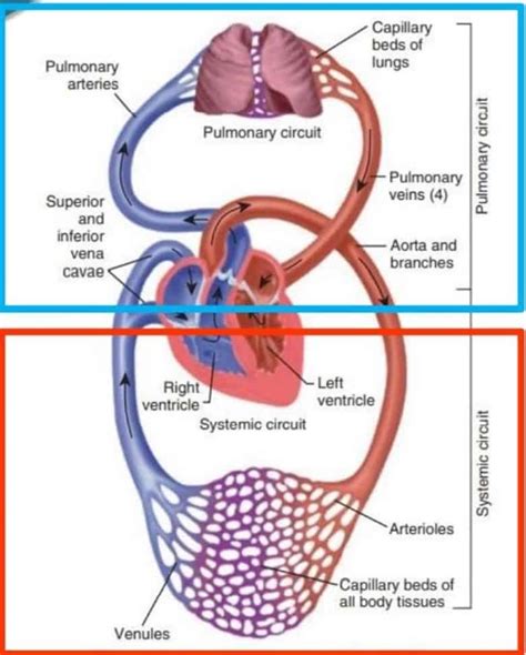 The Complete Guide To Intermittent Compression Devices For 2023