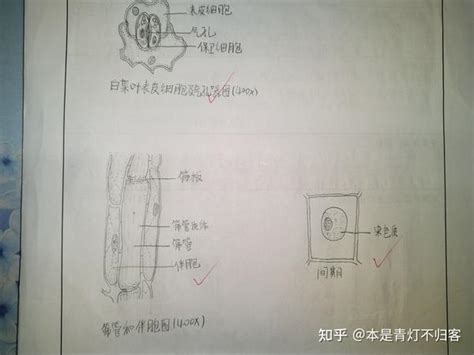 植物细胞分裂与组织 知乎