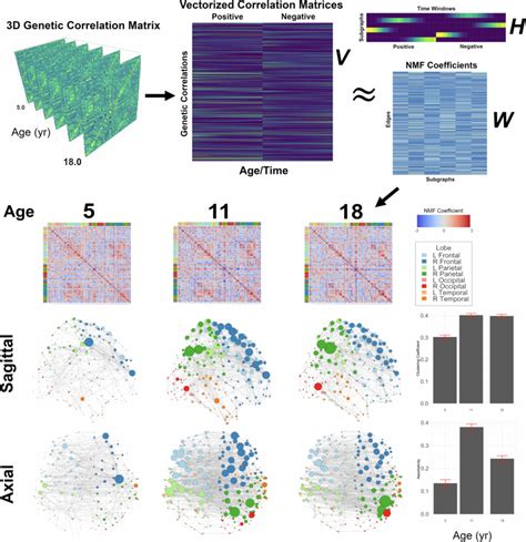 identification of neurodevelopmental epochs in cortical thickness
