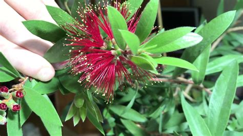 Каллистемон продолжает цвести! - YouTube