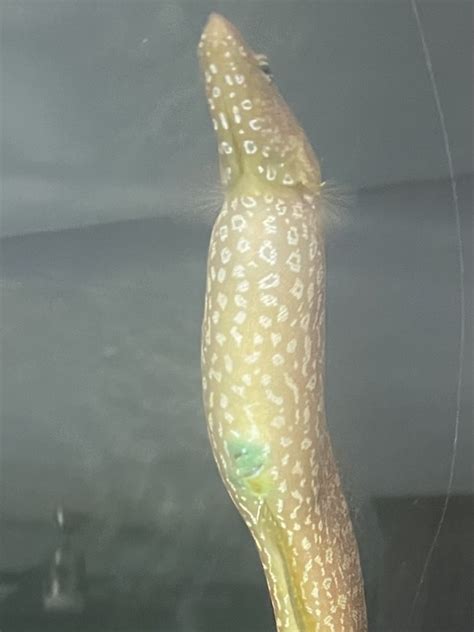 Wolf Eel Anal Infection Reef2reef