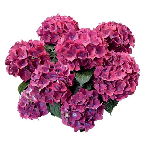 Hydrangea Tea Time™ Hy2 Hot Red Shown In Purple