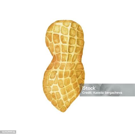 흰색 배경에 고립 된 노란색 껍질을 벗기지 않은 땅콩 수채화 손 그리기 그림 너트 프린트 카드 디자인 메뉴에 적합합니다 갈색에 대한 스톡 벡터 아트 및 기타 이미지 Istock