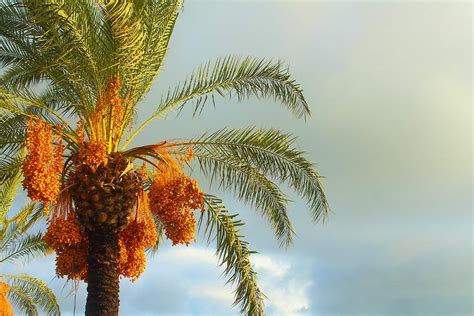Growing Dates How To Plant And Care For Date Palms