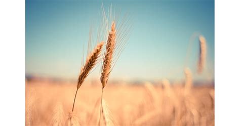 Външните министри на Турция и Франция обсъдиха зърнената сделка Български Фермер