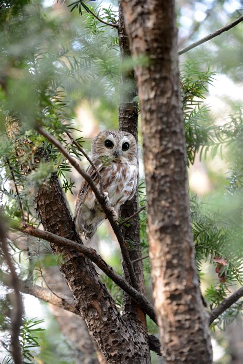 After 2 Months Of Rest A Tiny Owl Returns To The Wild The New York Times