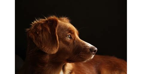 Увеличават се случаите на нелегална търговия с домашни любимци у нас