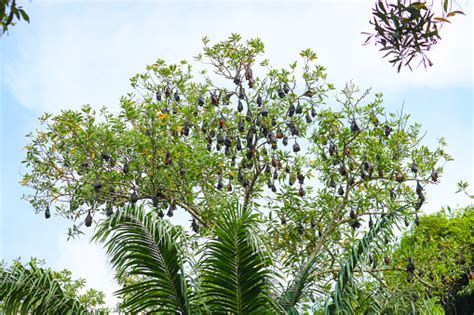 과일 박쥐는 나뭇 가지에 거꾸로 매달려 있습니다 날으는 여우 갈고리 발톱에 대한 스톡 사진 및 기타 이미지 갈고리 발톱 갈색 거꾸로 Istock