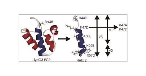 Mutational Analysis Of Peptidyl Carrier Protein And Acyl Carrier Protein Synthase Unveils