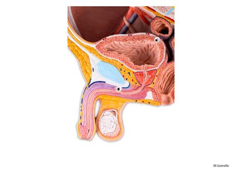 Male Urinary Sys Diagram Quizlet
