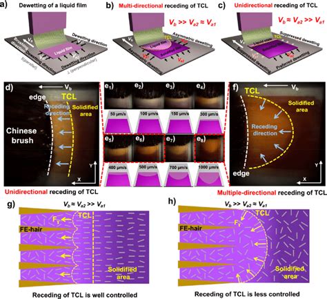 Schematic Illustration And In Situ Optical Microscopic Observation Of
