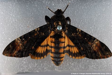 Acherontia Atropos Linnaeus 1758 Azorean Biodiversity Portal