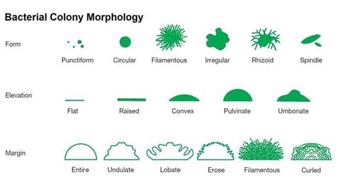 Bacterial Colony Morphology Source Prescotts Microbiology 8th Edition Bacteria