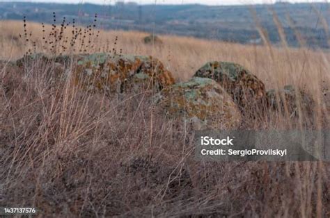 노랗게 변한 마른 풀 클로즈업 수평 배경 사이에 이끼와 이끼로 자란 화강암 돌 0명에 대한 스톡 사진 및 기타 이미지 0명 가뭄 거친 Istock