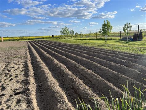 Как использовать доломитовую муку на даче названы основные правила новости удобрения