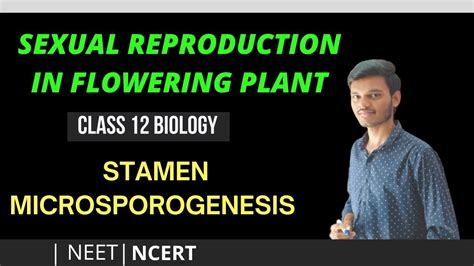 Sexual Reproduction In Flowering Plants Stamen Microsporogenesis Youtube
