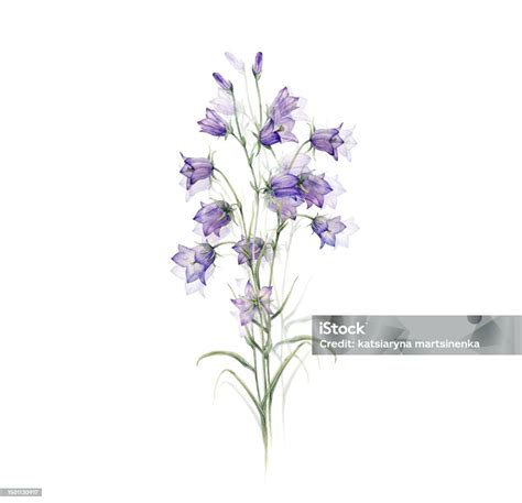 수채화 블루벨 꽃다발 봄 여름 결혼식 생일의 휴일을 위한 카드 엽서 분리된 손으로 그림을 그립니다 Campanula Patula