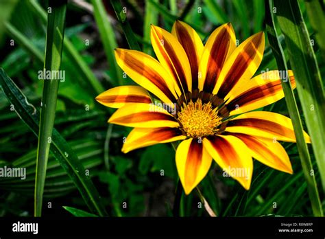 Aster Flower In A Green Grass Field This Flower Is Open In Blossom And