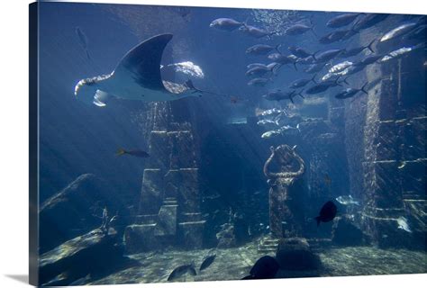 Bahamas Paradise Island Nassau Aquarium Inside Atlantis Resort Wall
