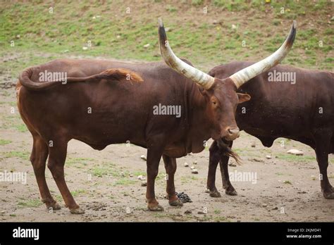 Watussi Cattle Bos Primigenius Hahni Horns Long Large Ancole