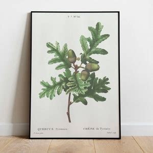 Tree Poster Set Of 6 Tree Prints Tree Print Tree Identification Poster Forest Wall Art Etsy