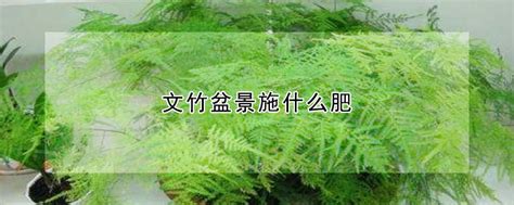 文竹盆景施什么肥 发财农业网