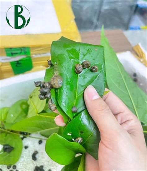 Ốc Nerita Gai Bống Vàng Chuyên Thiết Bị And Phụ Kiện Bể Cá