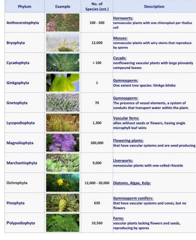 Plantae List Philatax