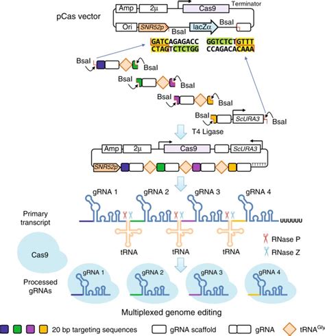 A Grna Trna Array For Crispr Cas9 Based Rapid Multiplexed Genome Editing In Saccharomyces