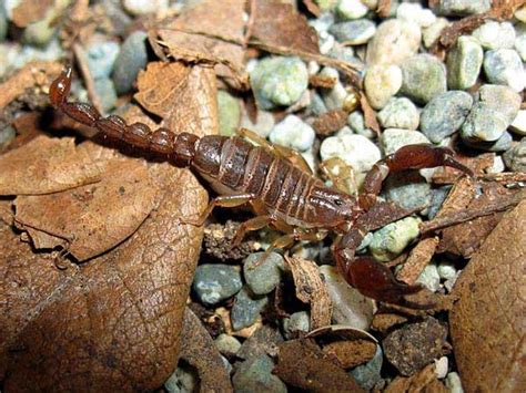 The Scorpion Files Scorpions Of Cuba