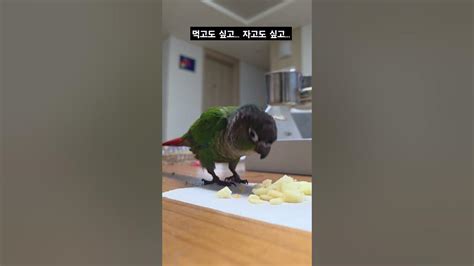 애교쟁이 우리 앵이♡♡ 앵무새 그린칙드코뉴어 Youtube
