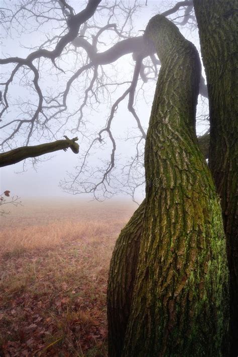Old Twisted Branches Of Mysterious Tree In Dense Fog Stock Photo Image Of Fantasy Forest