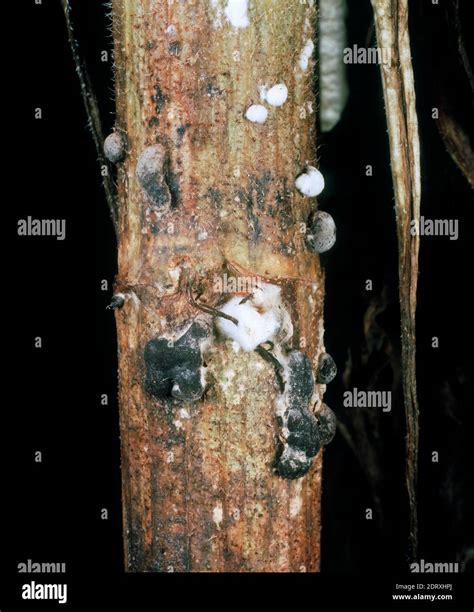 Stem Rot Sclerotinia Sclerotiorum Black Sclerotia And Rot On The Stem