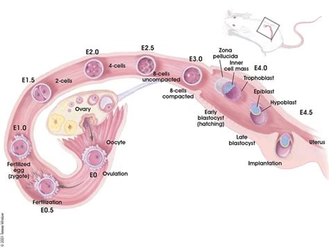 Mouse Development Embryology