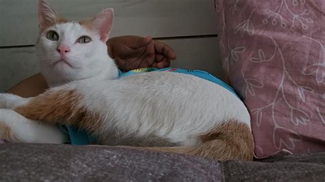 My Sweet Cat Chintak ️🐾 Youtube