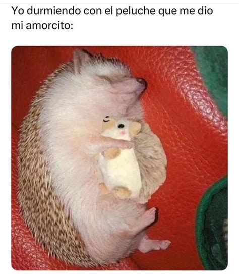 Yo Durmiendo Con El Peluche Que Me Dio Mi Amorcito Memes