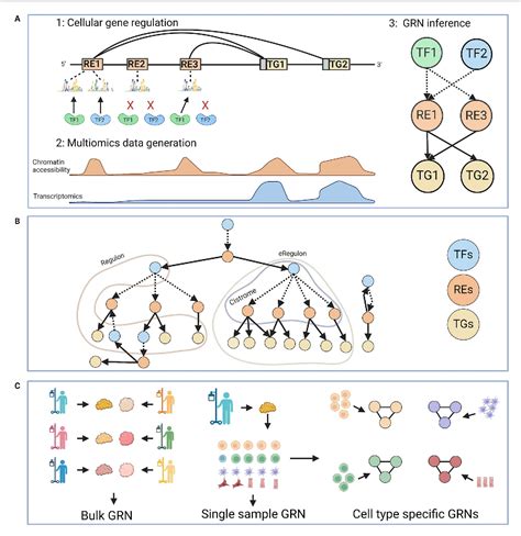 Figure 1 From A Single Cell Multimodal View On Gene Regulatory Network Inference From