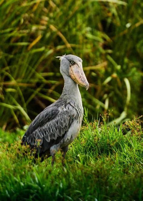 15 Shoebill Facts Balaeniceps Rex Prehistoric Patient Hunters
