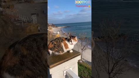 Одесса Море Котик Набережная Одессы Теплый денек Красивые места Пляжи в Одессе зоотроп