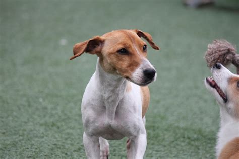 잭러셀테리어 콩 강아지책임분양입양완료 아이조아 유기방지입양 파양 강아지보호소 고양이보호소 무료분양센터