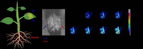 Optical Nanosensor Detects Monitors Arsenic Level In Plants Bioscan Mar Apr 2021